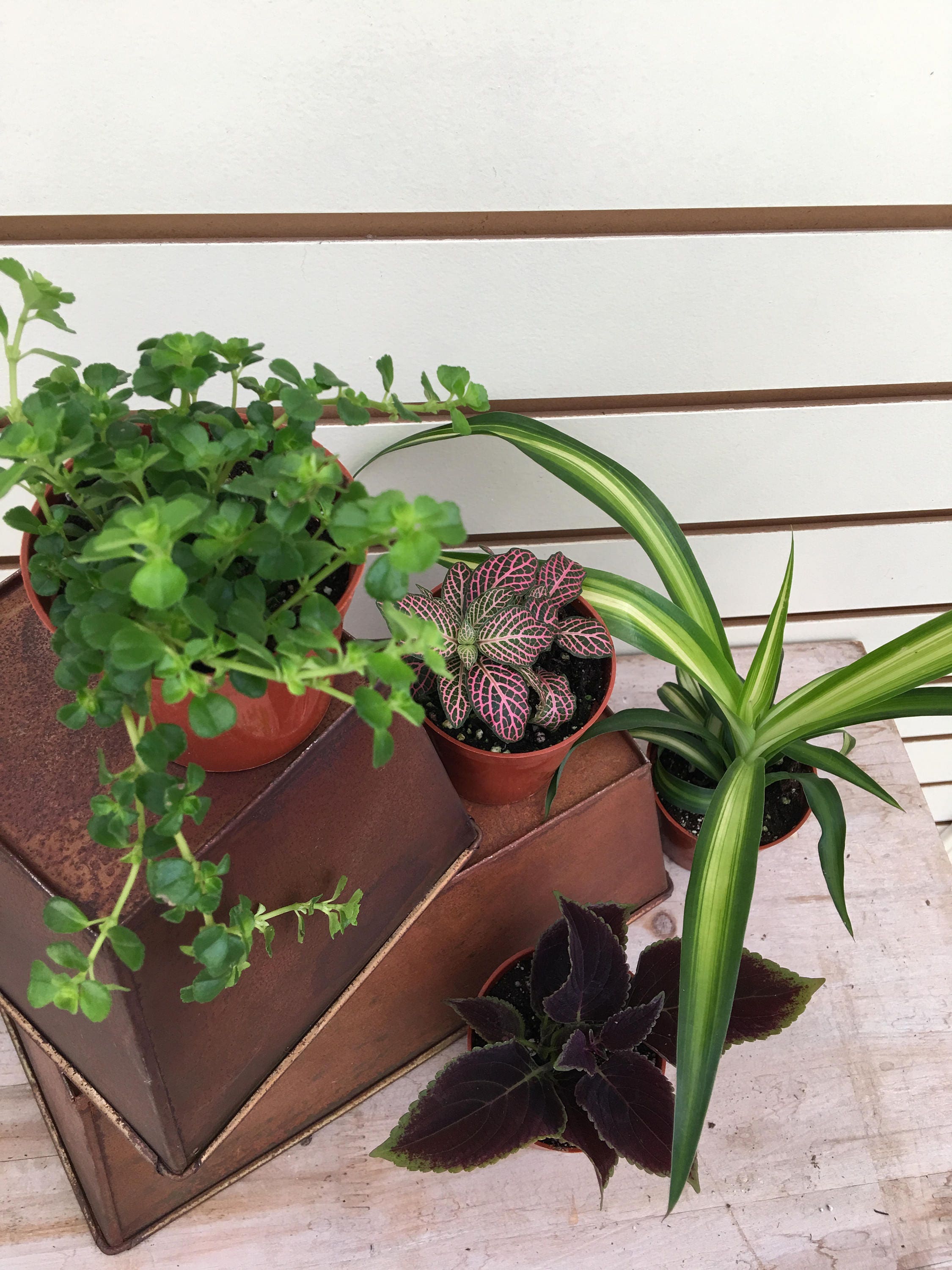 Foliage Gift Box Box of 4 - Etsy