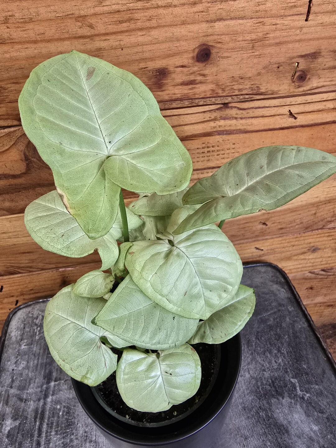 Syngonium Nephthytis Dazzle Color, 4" Plant - Etsy