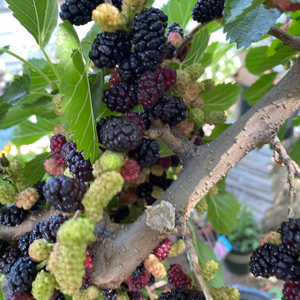 Gerardi Dwarf Mulberry Tree - Etsy