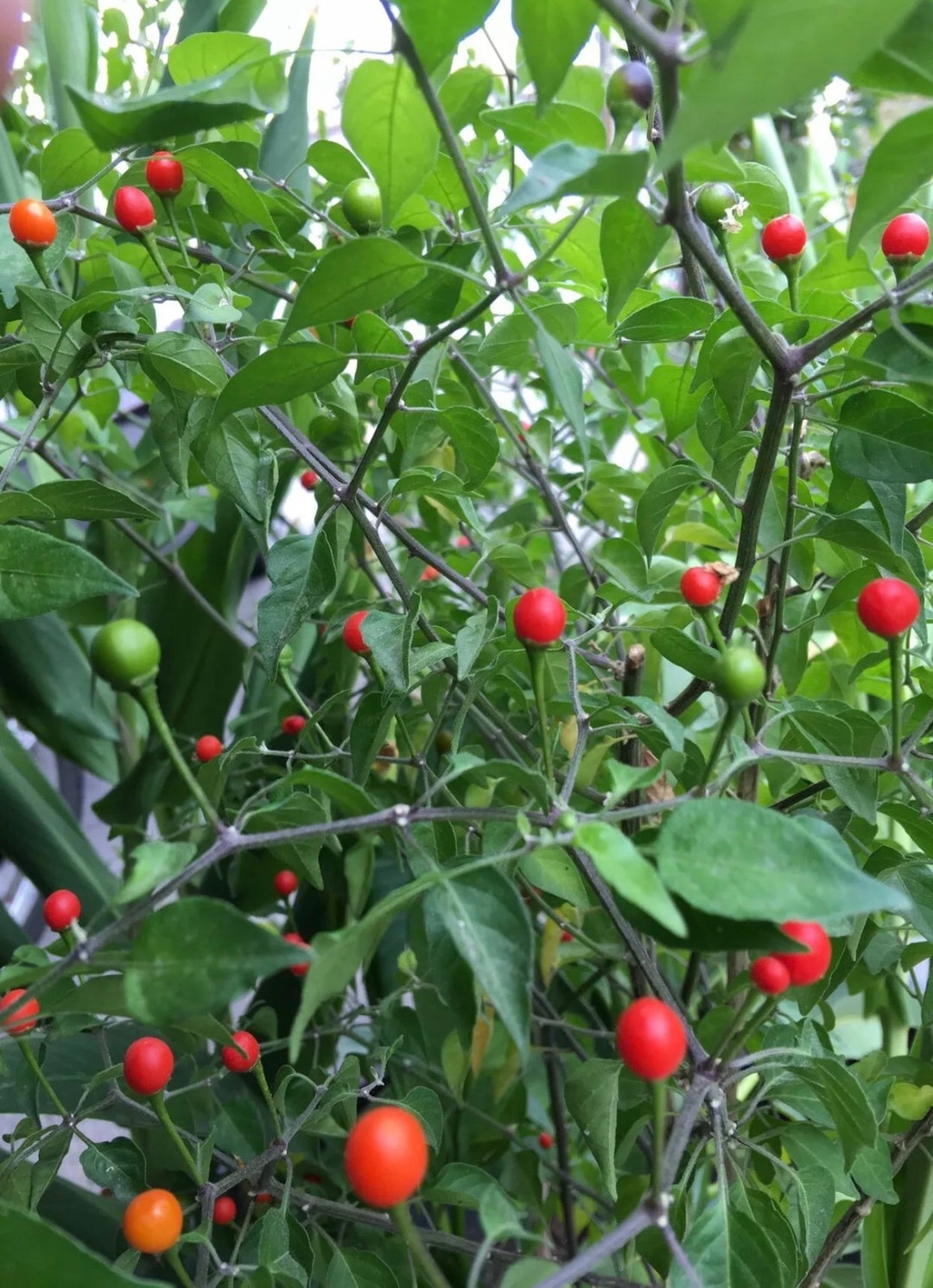 Planta Chiltepin/ Chile Del Monte 2 Por 50 - Etsy