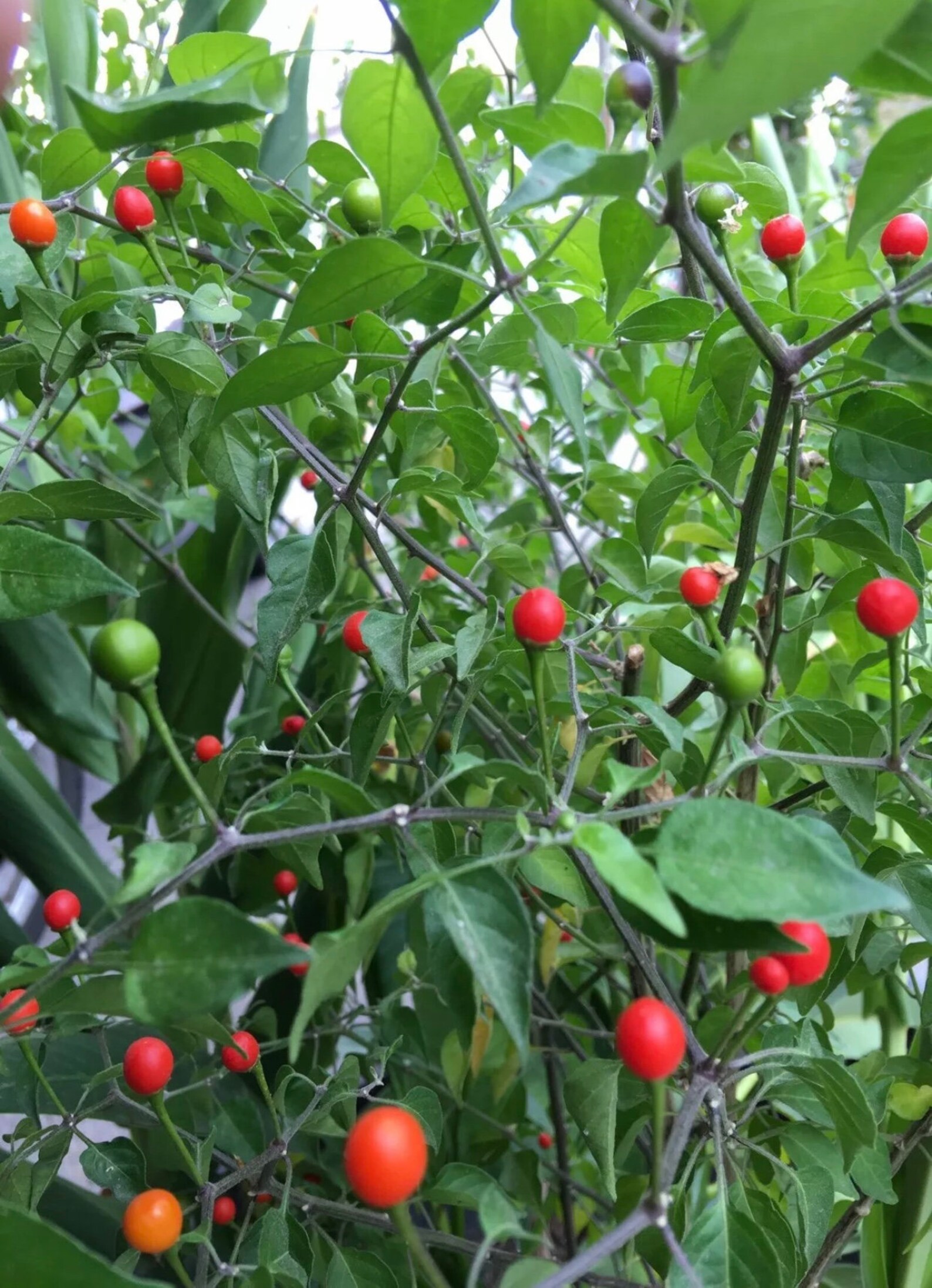 Chiltepin Plant/ Chile del Monte 2 for 50 | Etsy