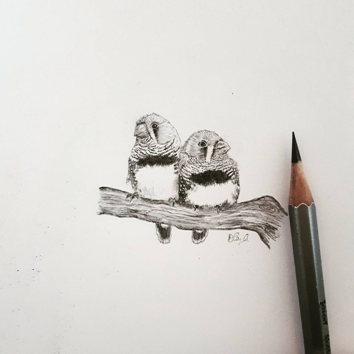 Mini Finch Drawing - Etsy
