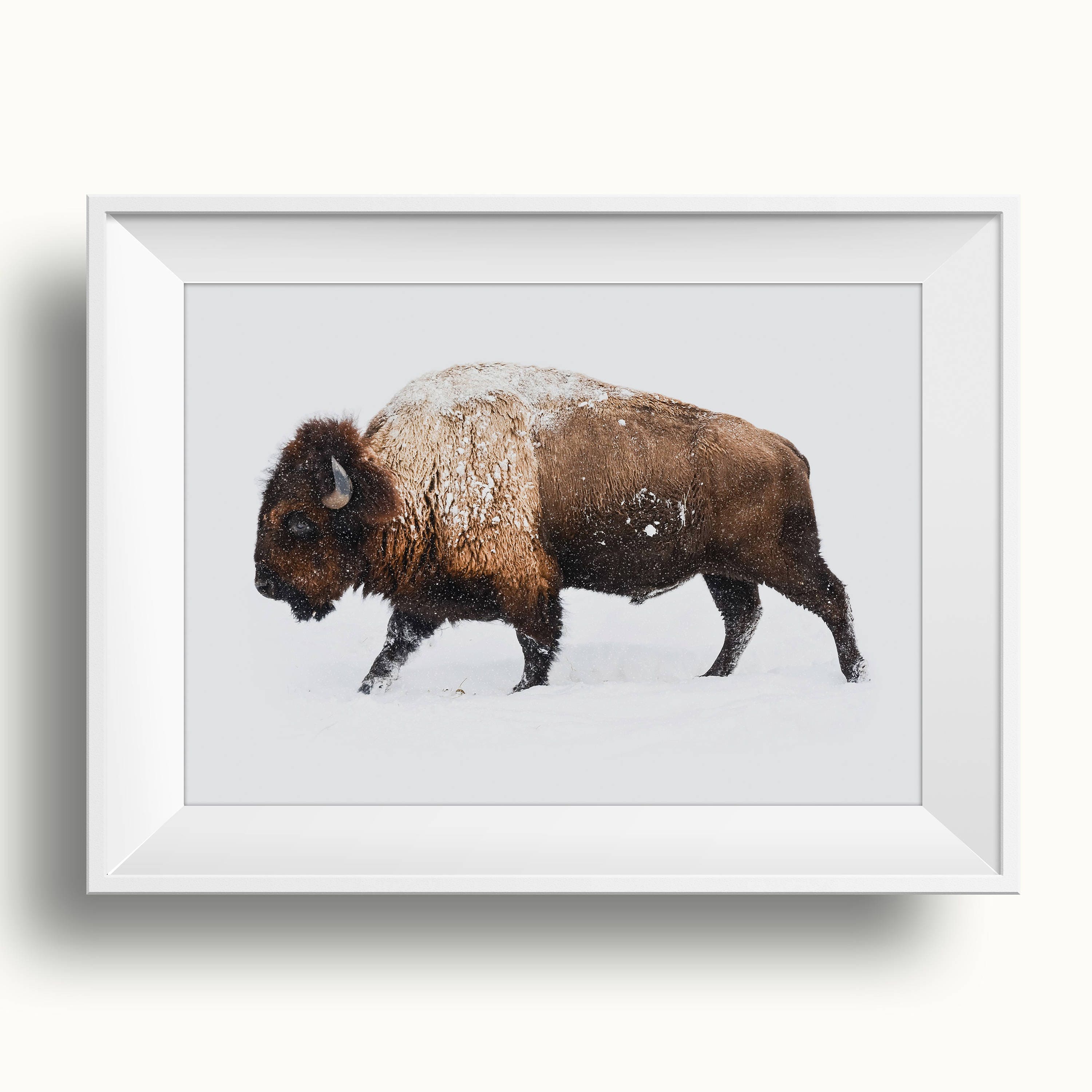 SALE Bison Print Buffalo Print Animal Prints Farmhouse - Etsy