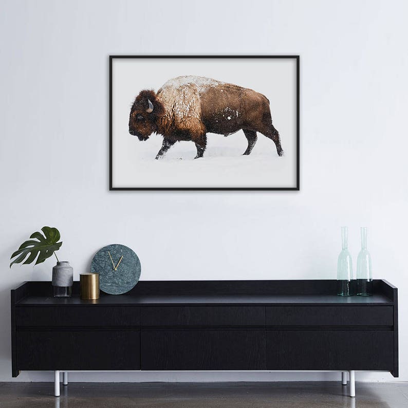 SALE Bison Print Buffalo Print Animal Prints Farmhouse | Etsy