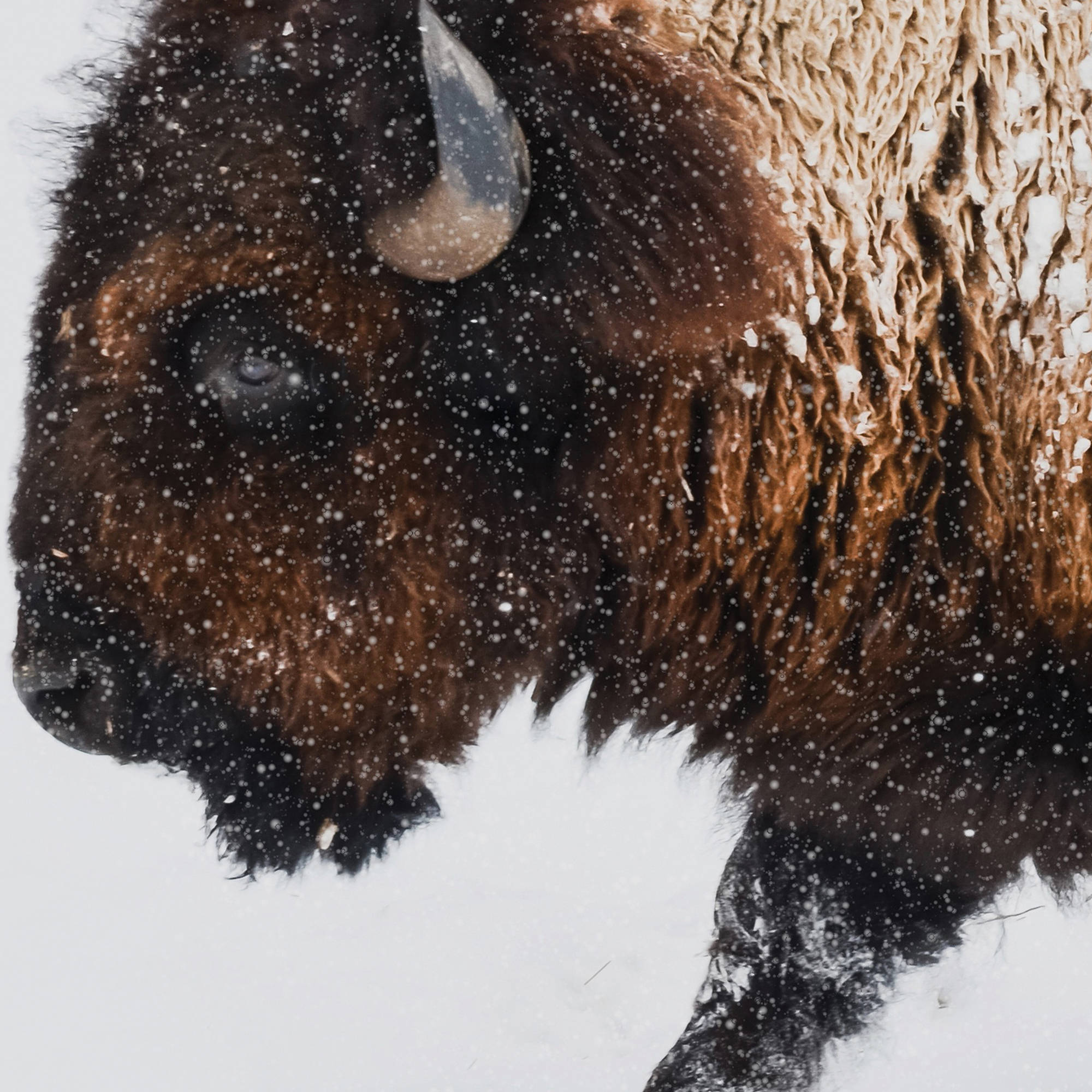 SALE Bison Print Buffalo Print Animal Prints Farmhouse - Etsy