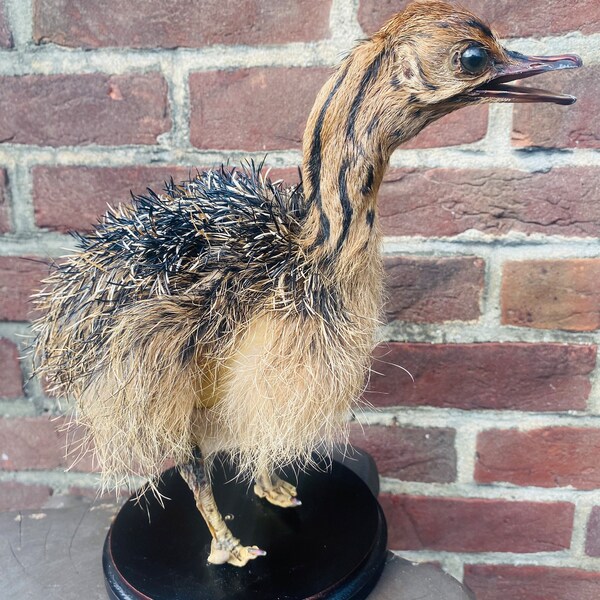 Bird Taxidermy - Etsy