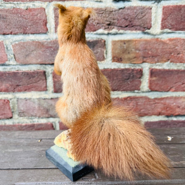 Taxidermy Squirrel - Etsy