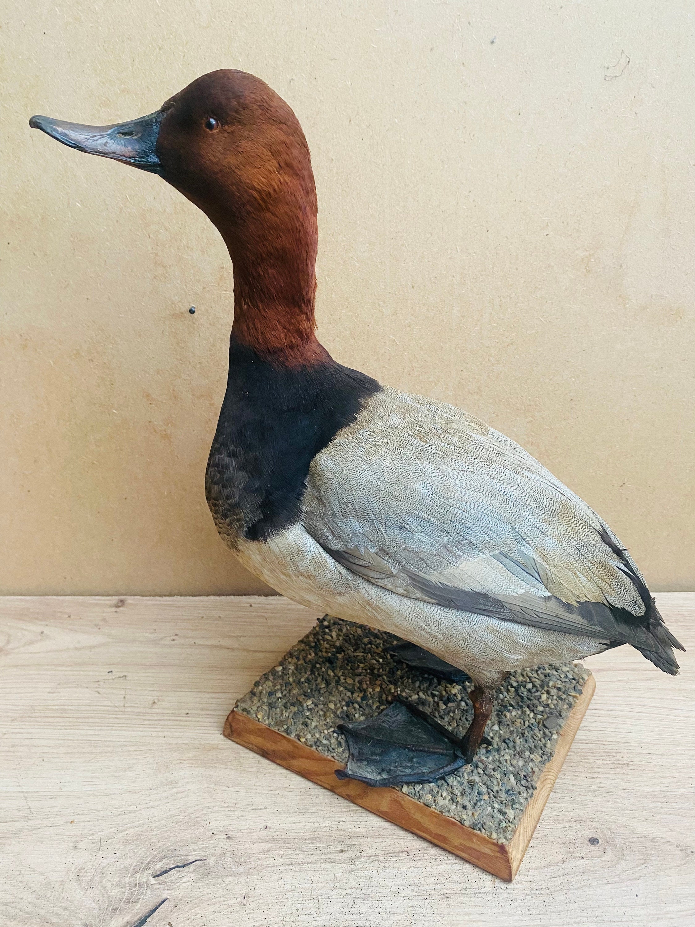 Redhead Duck Mount Ideas