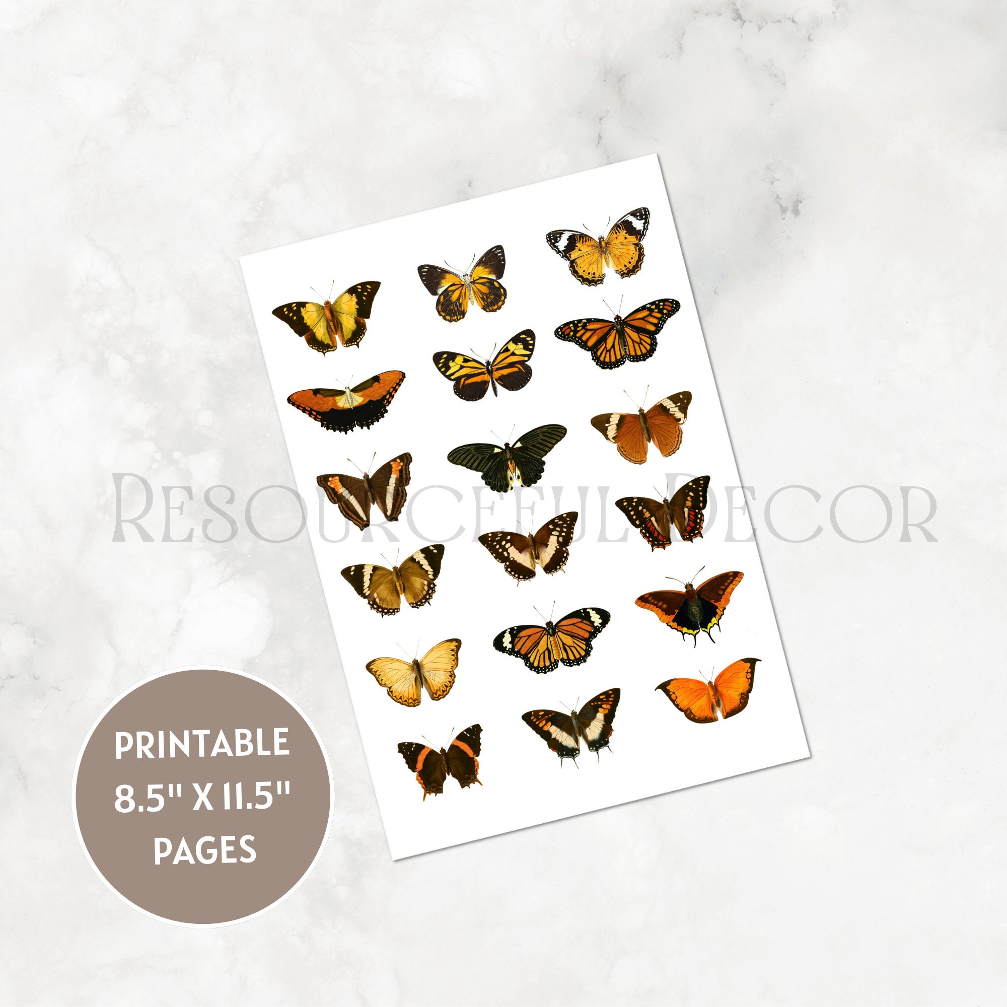 Butterfly Specimen Card Kit Digital Download Printable - Etsy
