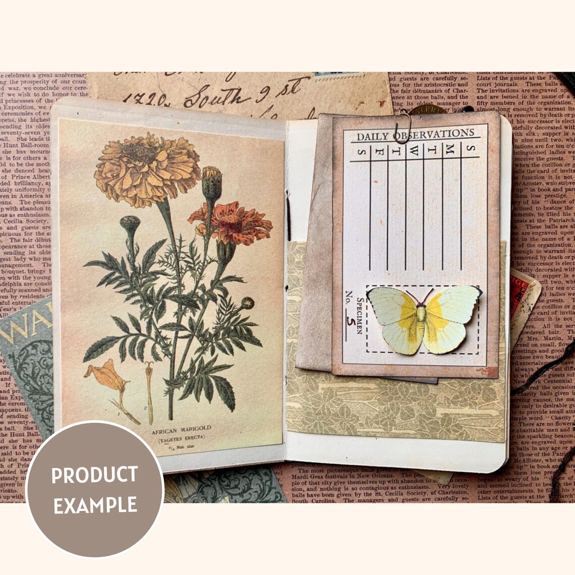 Butterfly Specimen Card Kit (digital Download) - Etsy