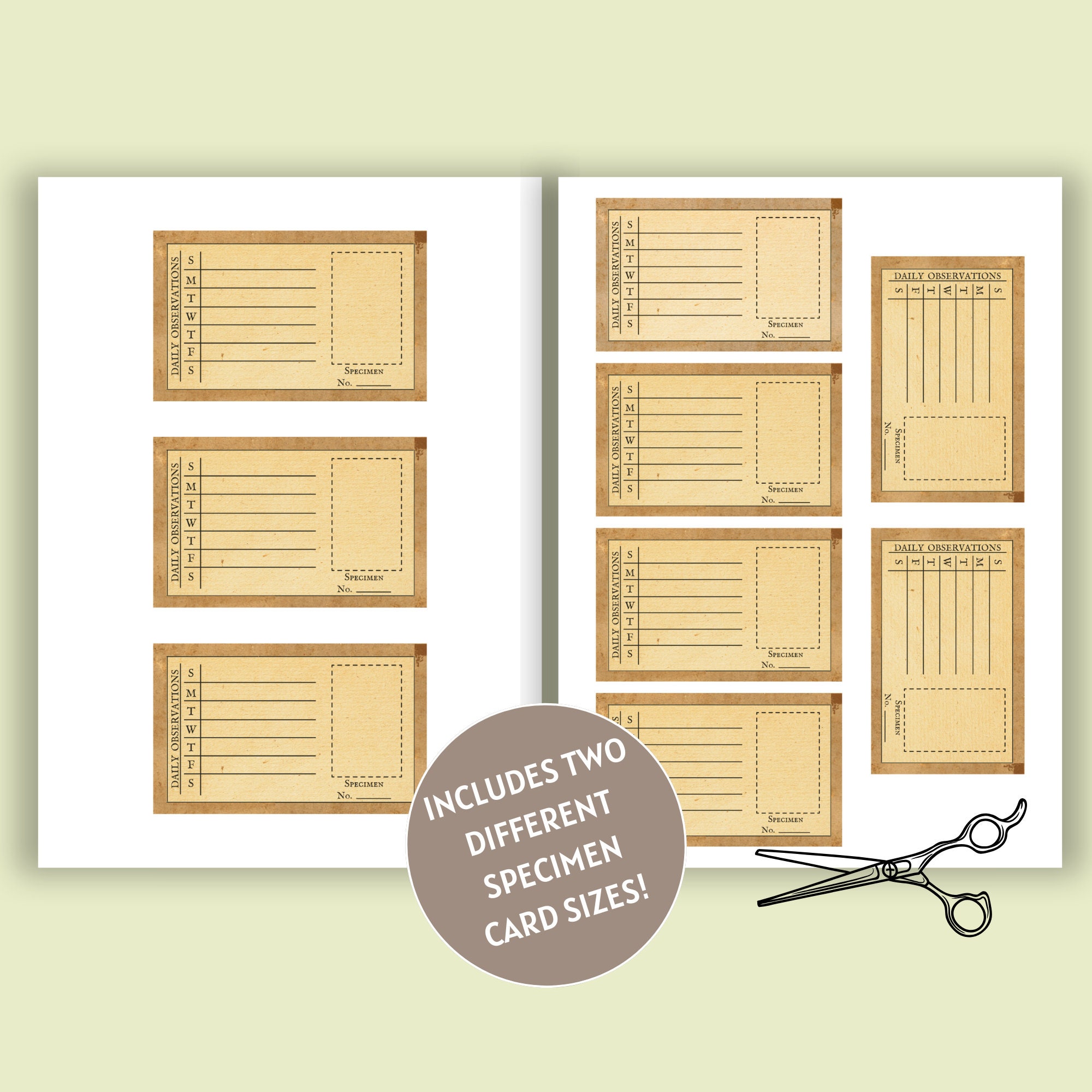 Butterfly Specimen Card Kit Digital Download Printable - Etsy