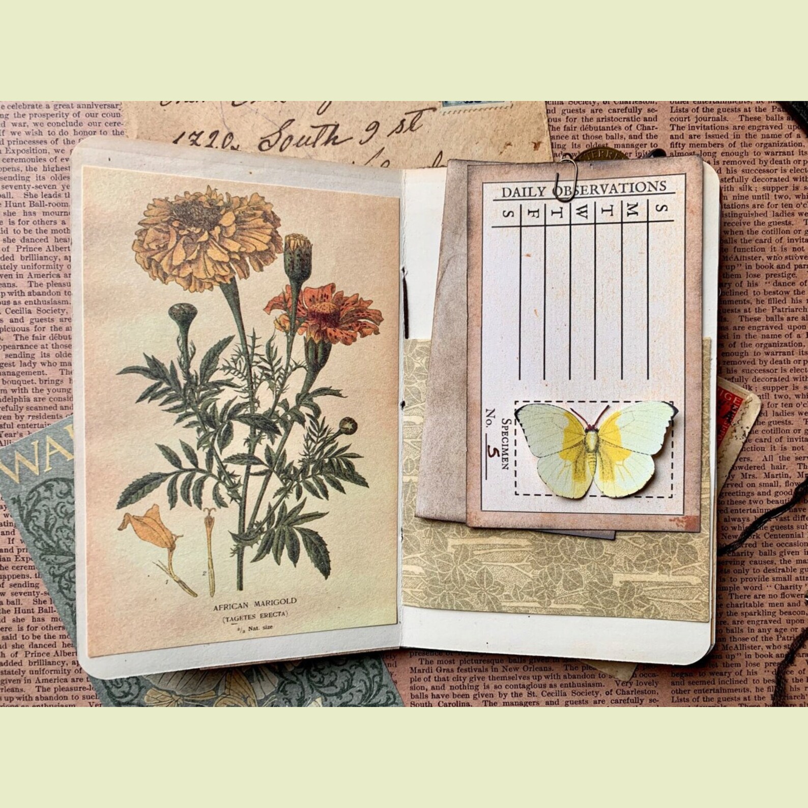 Butterfly Specimen Card Kit Digital Download Printable - Etsy