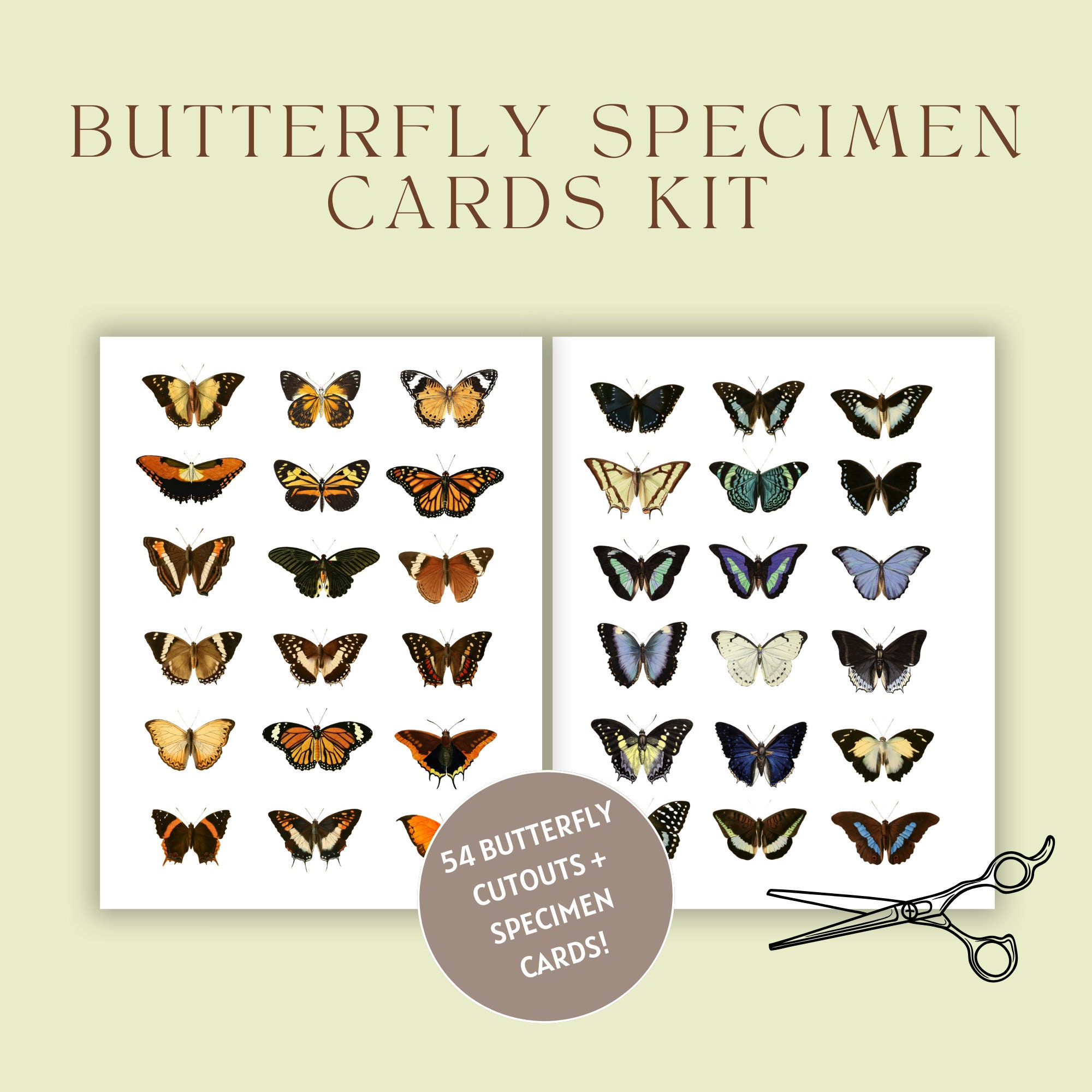 Butterfly Specimen Card Kit Digital Download Printable - Etsy