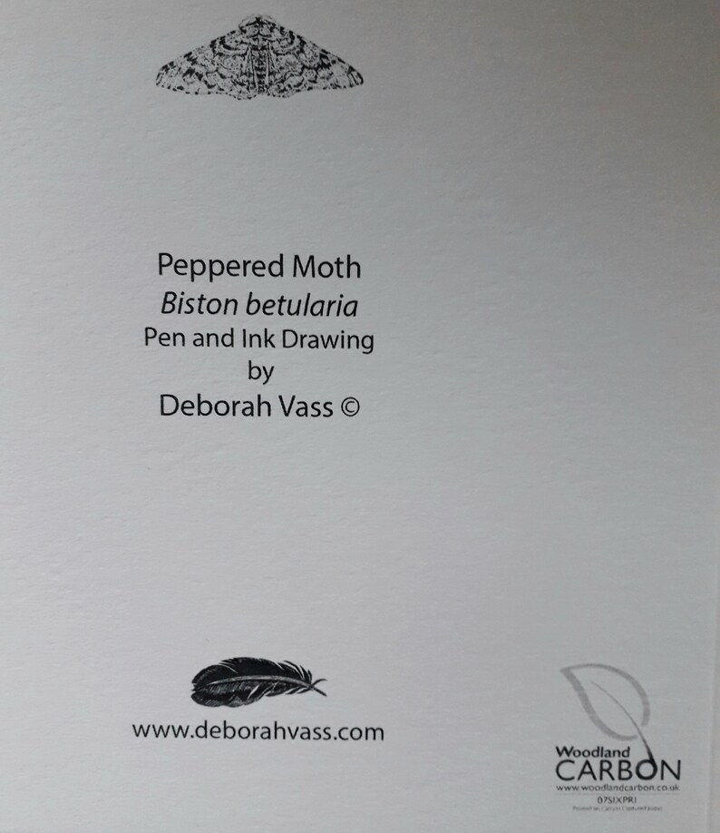 Moths 5 Greetings Card Collection - Etsy