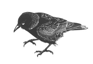 Jackdaw - Etsy