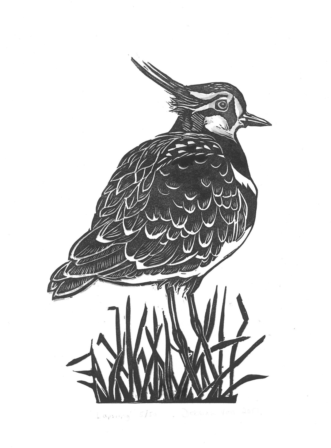 Lapwing Hand-coloured Original Linoprint - Etsy UK