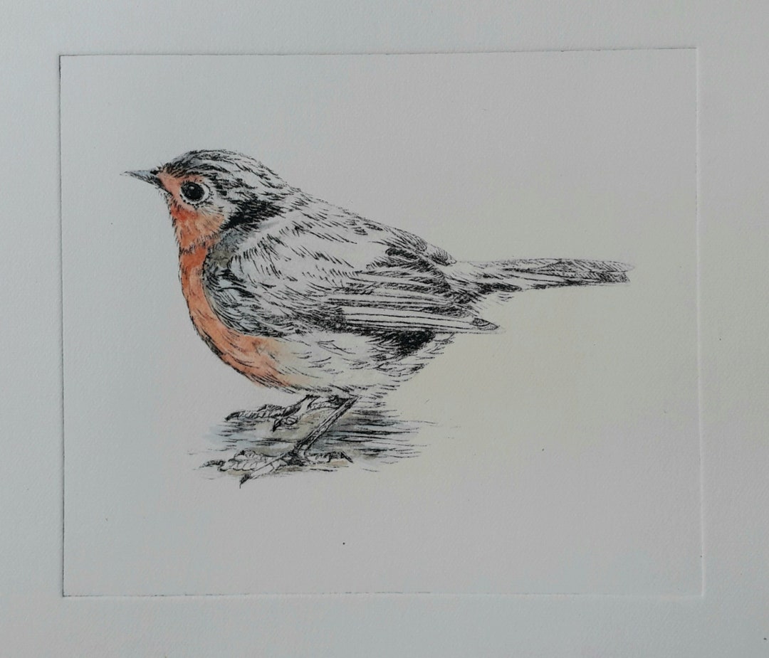 Garden Robin Drypoint Engraving Print - Etsy