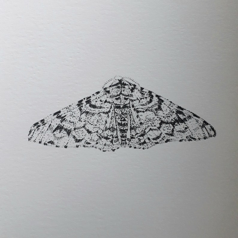 Moths 5 Greetings Card Collection - Etsy