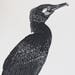 Cormorant Original Linoprint - Etsy UK