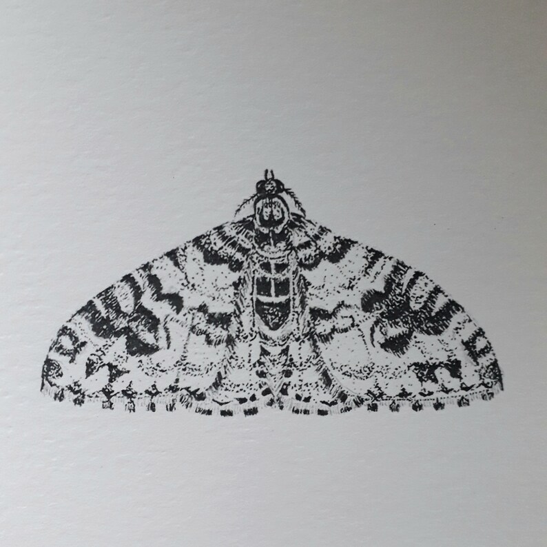 Moths 5 Greetings Card Collection - Etsy