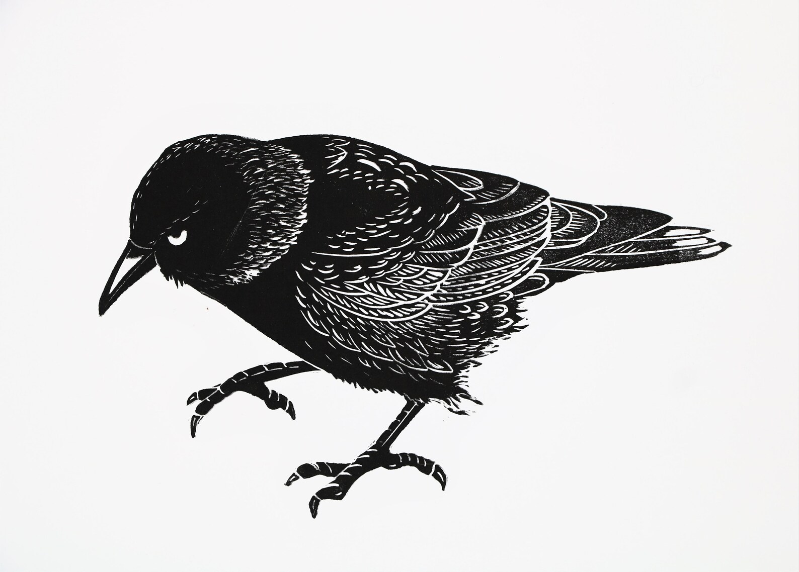 Jackdaw Linocut Original Print - Etsy