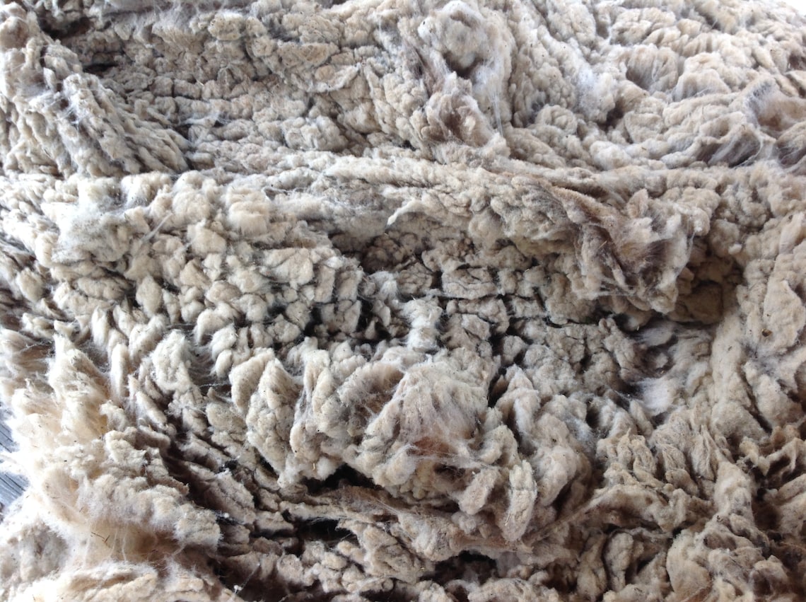 Raw Suffolk White Wool Fleece VM 4-lbs Un-skirted Fall 2018 Shearing ...