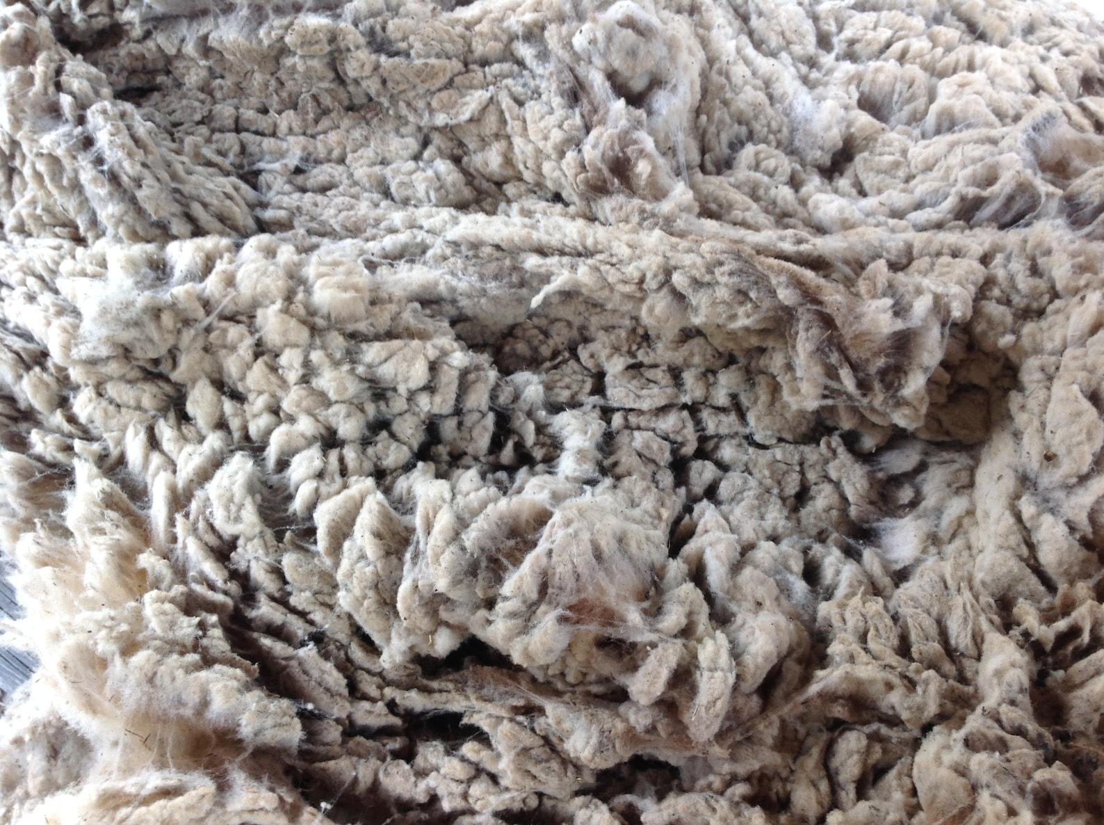 Raw Suffolk White Wool Fleece VM 4-lbs Un-skirted Fall 2018 Shearing ...