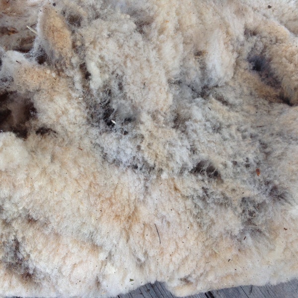 Raw Wool - Etsy