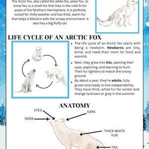Winter Animal Study Kit Life Cycle Curriculum 10 Winter Animals - Etsy