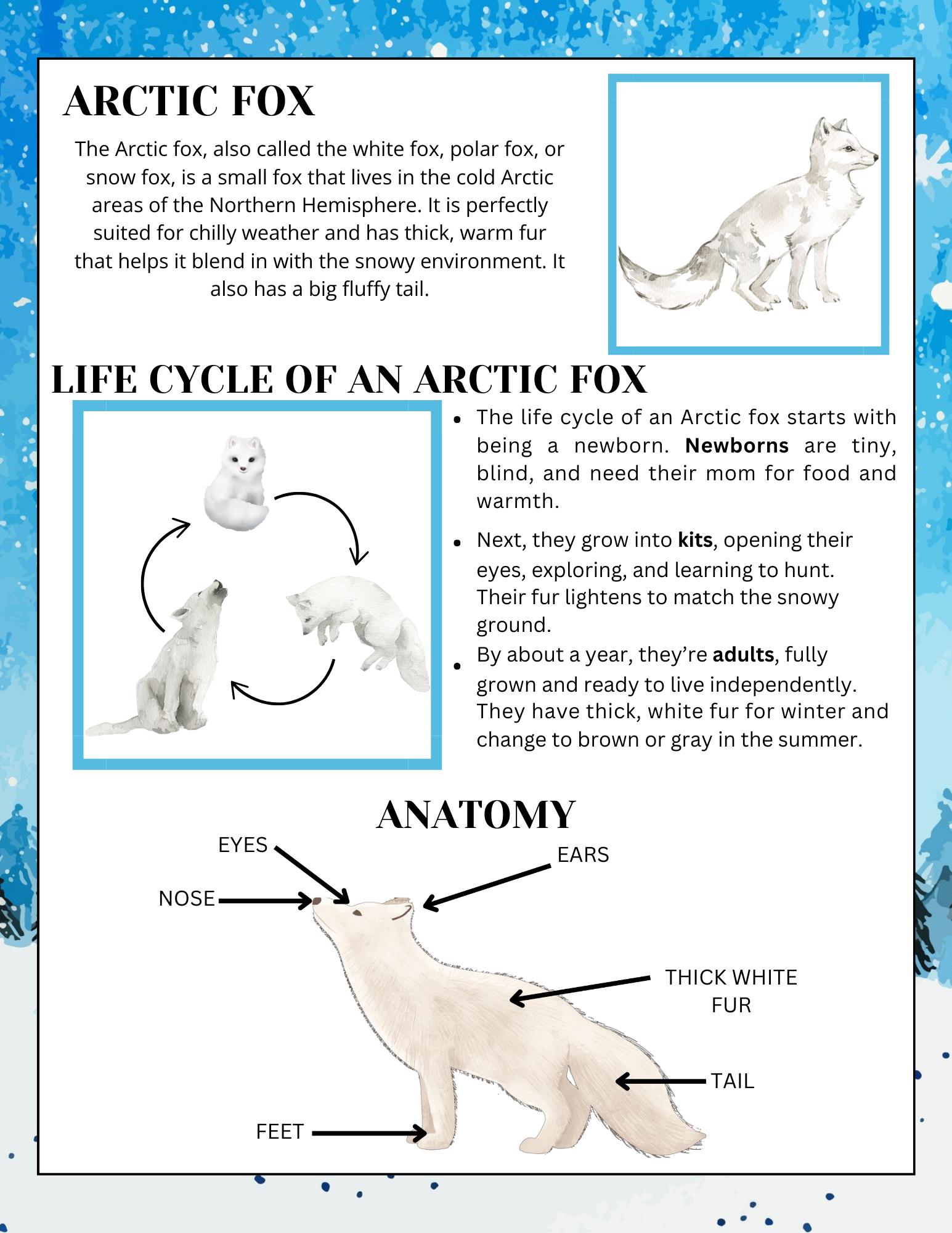 Winter Animal Study Kit Life Cycle Curriculum 10 Winter Animals - Etsy
