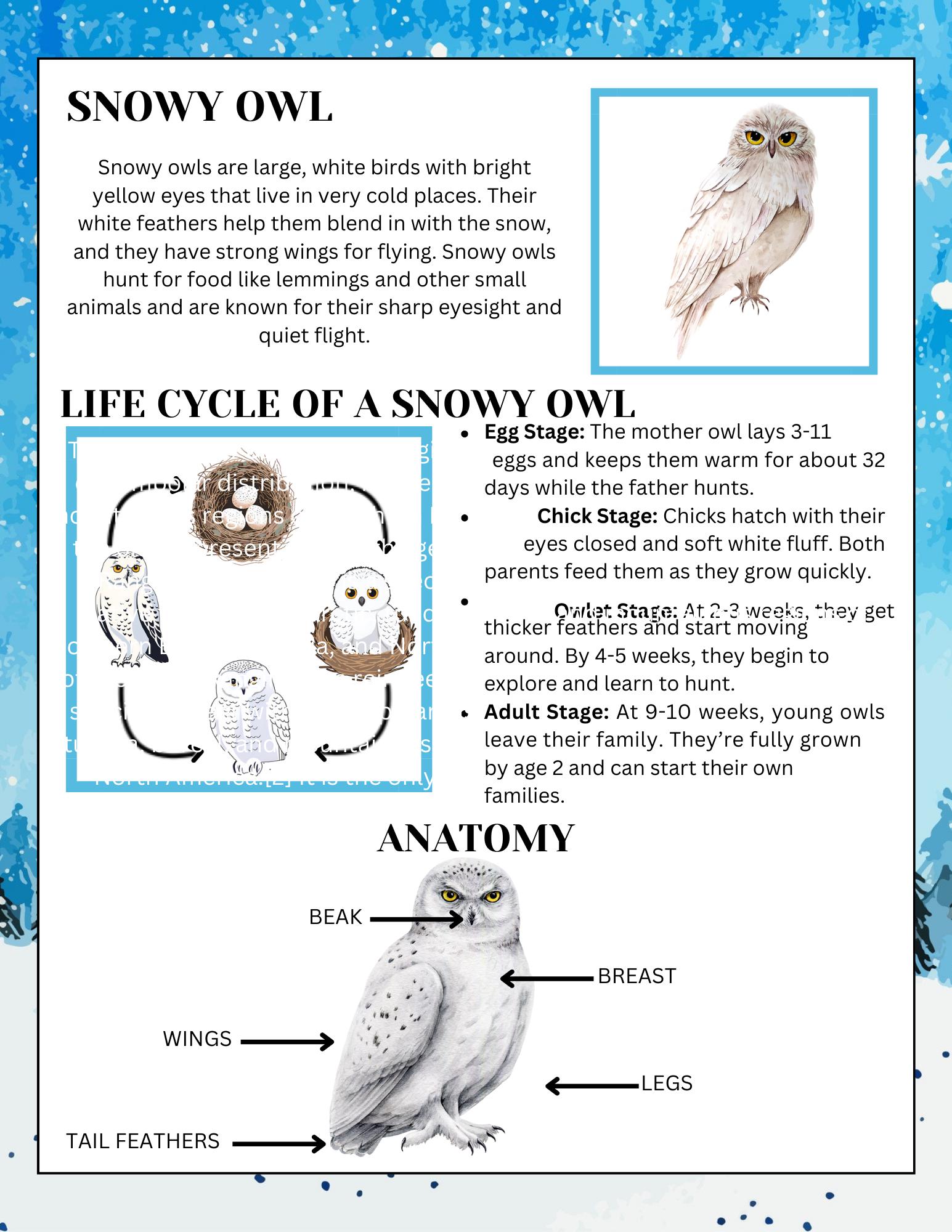 Winter Animal Study Kit Life Cycle Curriculum 10 Winter Animals - Etsy