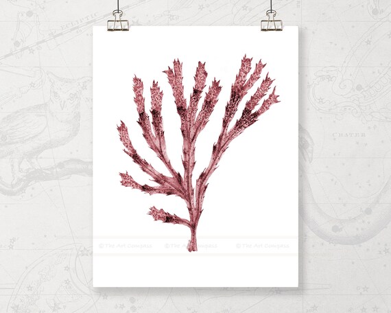 Printable Wall Art Sea Coral Digital Print Downloadable | Etsy