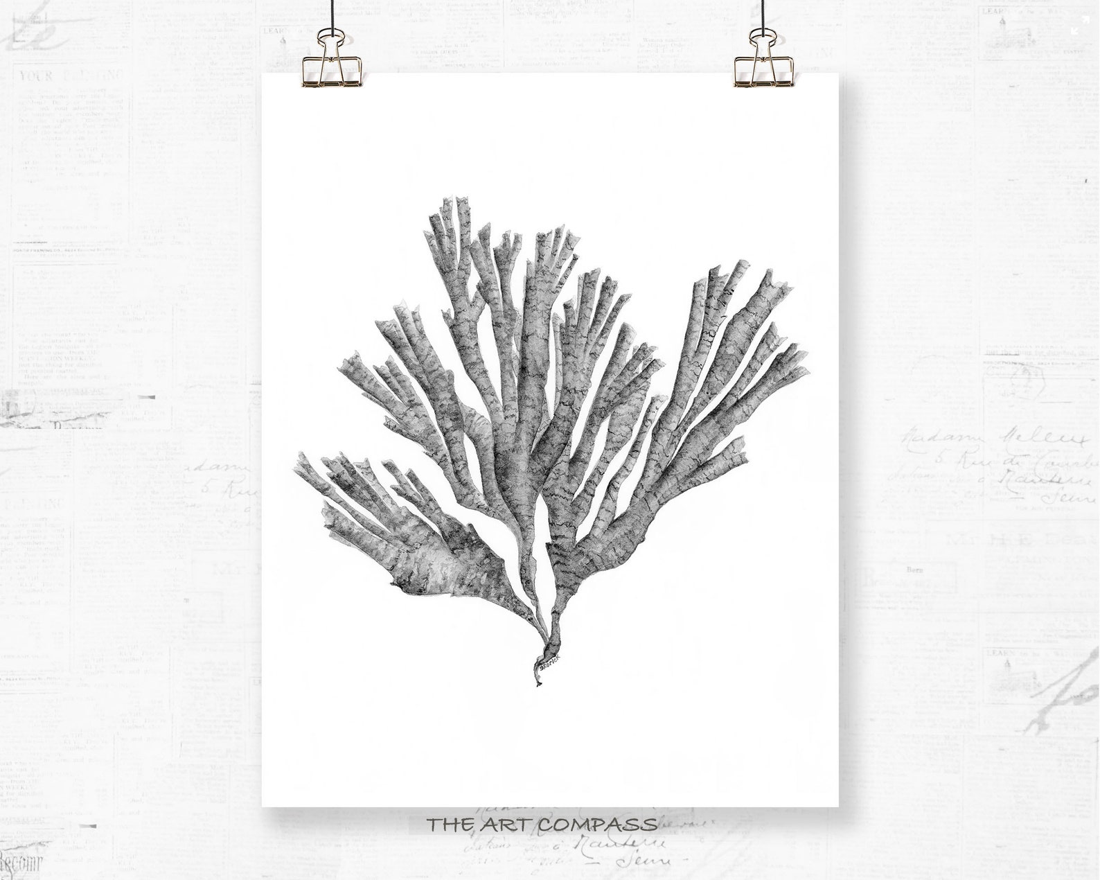 Printable Wall Art Set of 3 Black and White Coral Sea Fan | Etsy