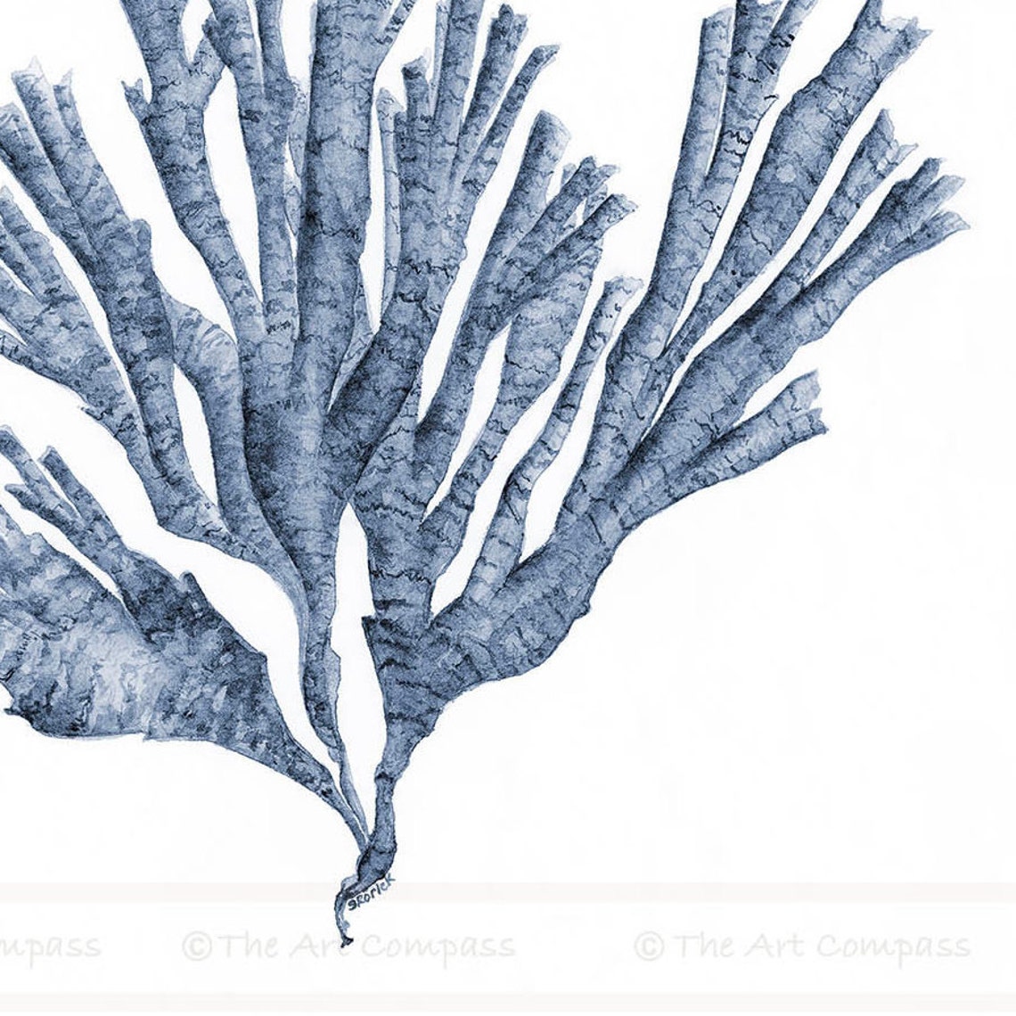 Printable Art Botanical Print Set of 4 Sea Fan Watercolor | Etsy