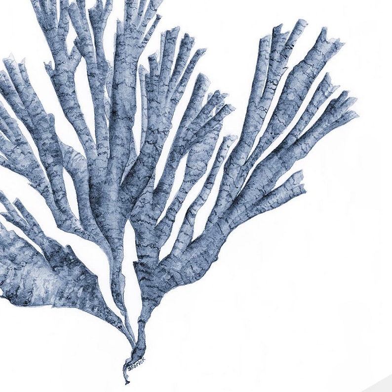 Printable Art of Coral Sea Fan Watercolour Painting Instant - Etsy