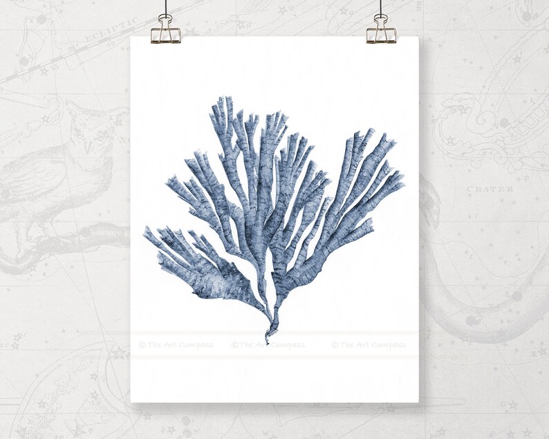 Printable Wall Art Set of 6 Sea Fan Watercolor Paintings | Etsy