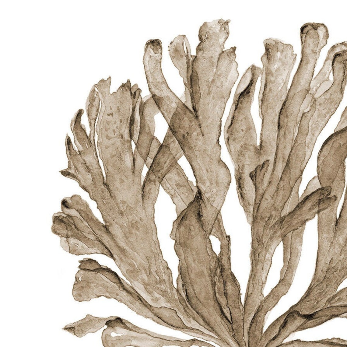 Digital Print Download Printable Wall Art of Sea Fan | Etsy