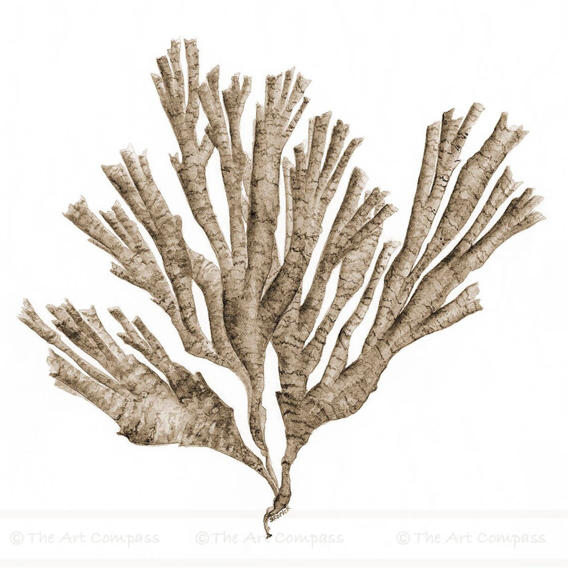 Printable Wall Art, Sea Fan Watercolour Painting Botanical Print Set of ...