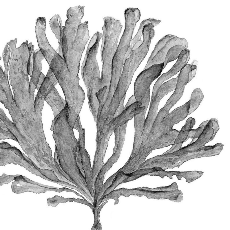 Printable Art Set of Four Prints 8x10 16x20 Sea Fan Coastal - Etsy