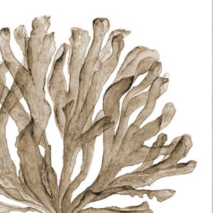 Printable Wall Art, Sea Fan Watercolour Painting Botanical Print Set of ...