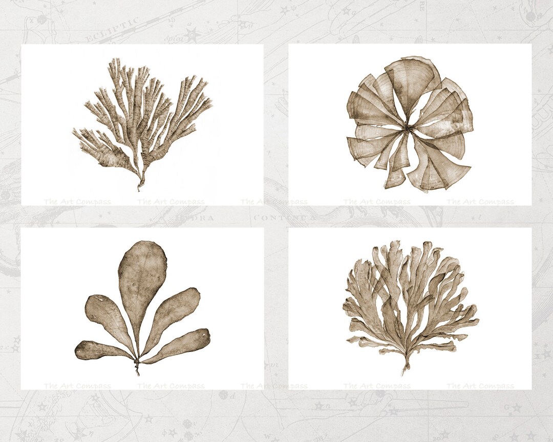 Botanical Print Set of 4 Prints, Coral Sea Fan Watercolor Paintings ...