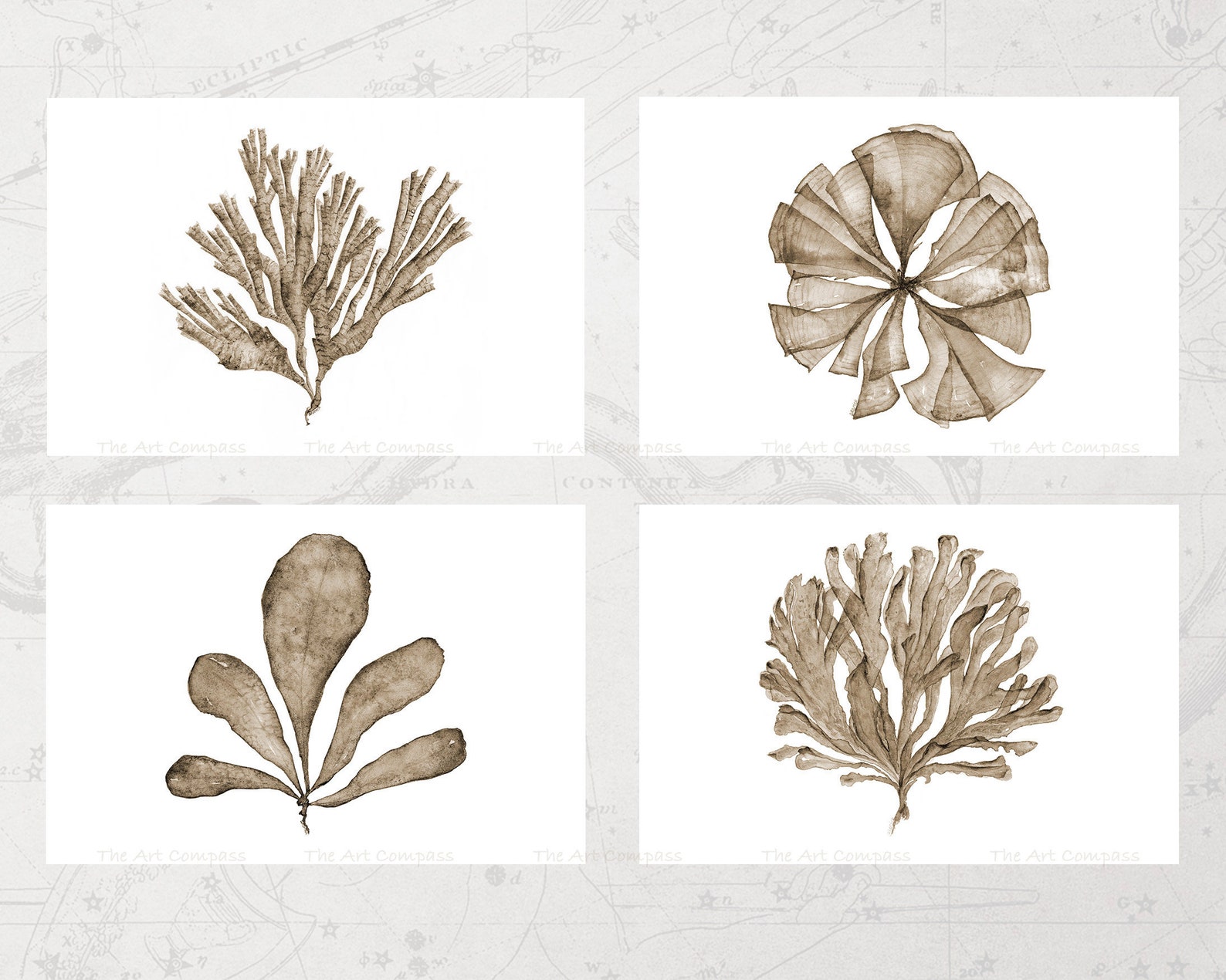 Botanical Print Set of 4 Prints, Coral Sea Fan Watercolor Paintings ...