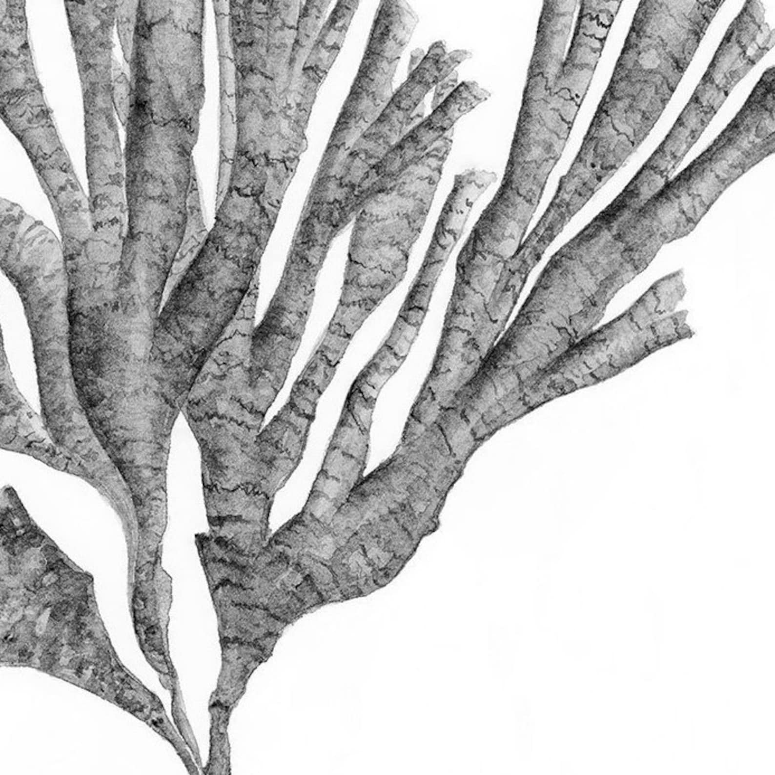 Digital Print Download of Sea Fan Art Instant Download - Etsy