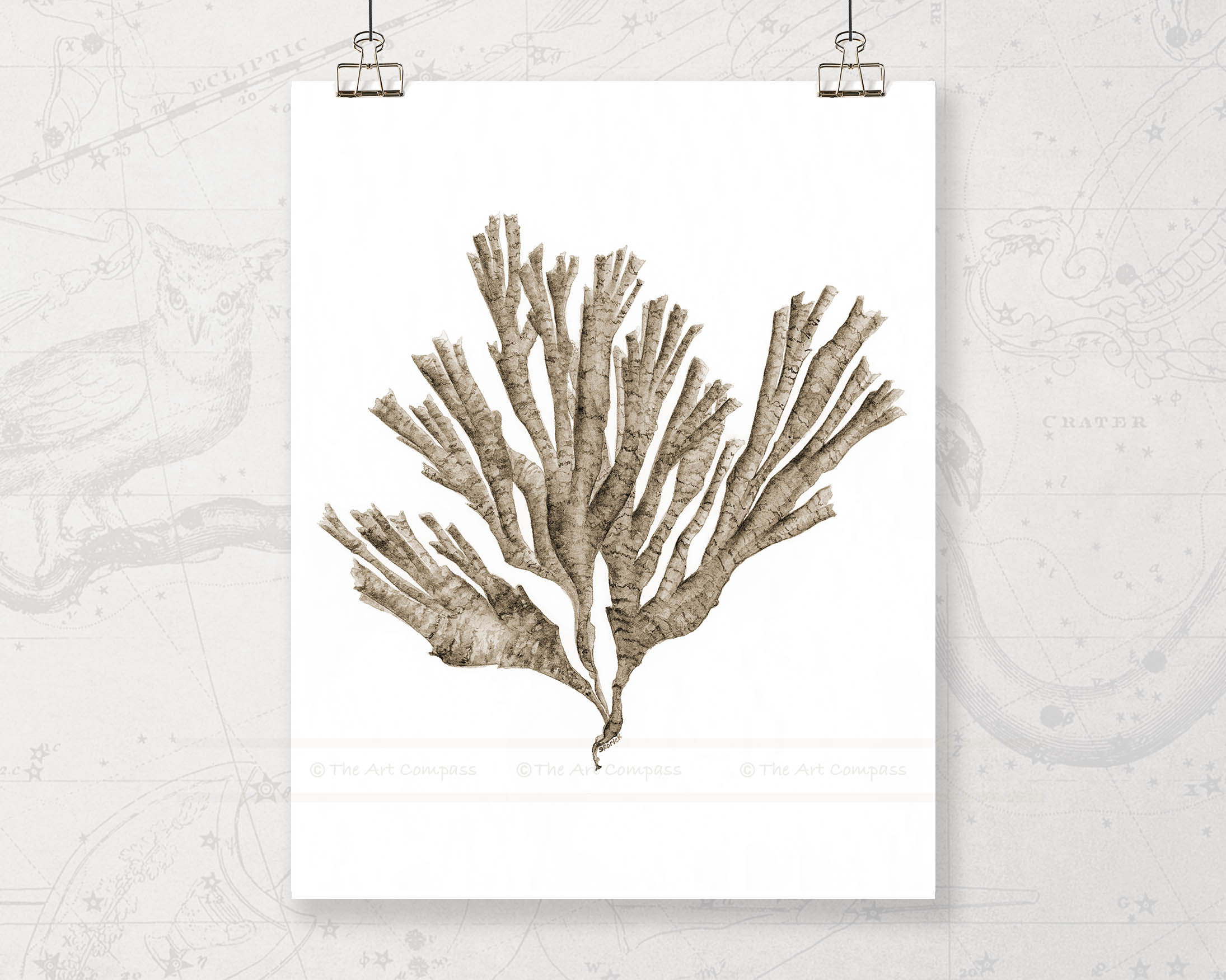 Botanical Print Set of 3 Prints of Coral Sea Fan Watercolour | Etsy