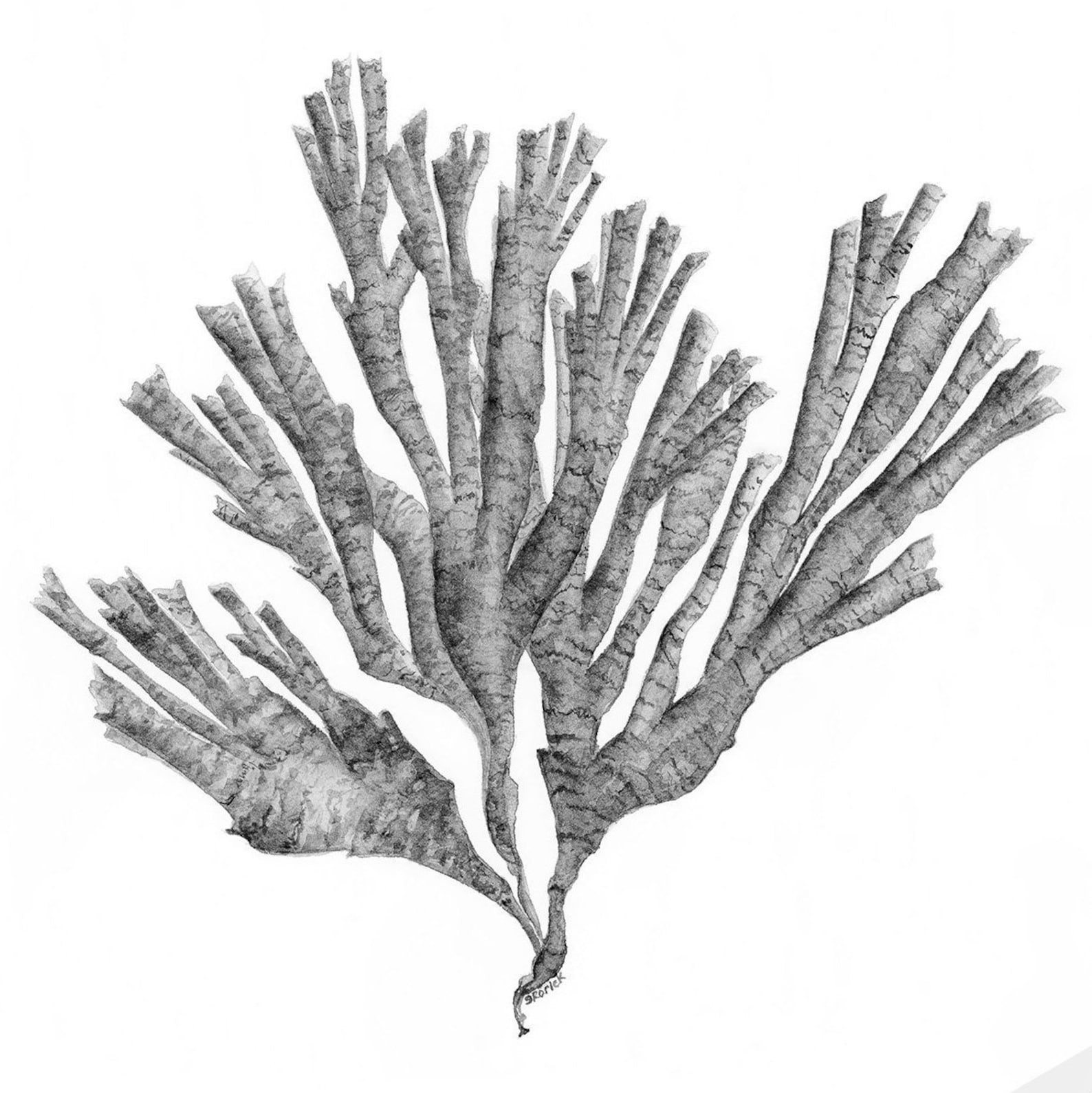 Digital Print Download of Sea Fan Art Instant Download | Etsy