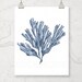 Digital Prints Download 11x14 Printable Art Set of 4 Sea Fan - Etsy