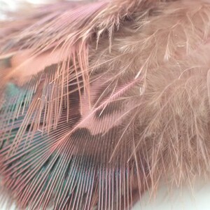 1900s Millinery Feather | Fine Fluffy Feathers Trim Trimming | Antique ...