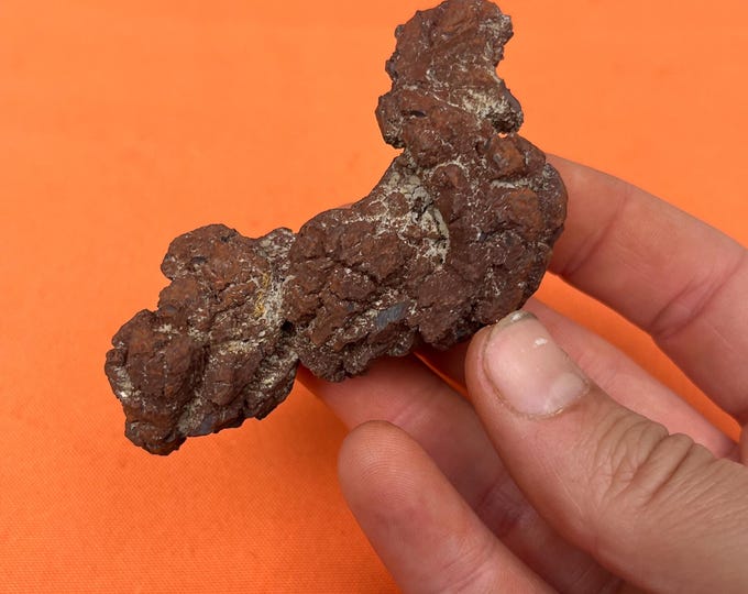 Fossilized Coprolite From Madagascar 81g | Real Dinosaur Poop ...