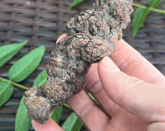 Fossilized Coprolite From Madagascar 142g | Real Dinosaur Poop ...
