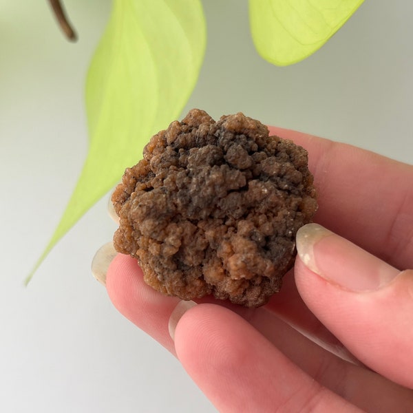 Dinosaur Dung - Etsy